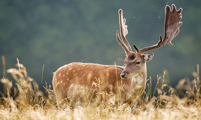 Damwild - Schmolter Wild- und Wurstspezialitäten